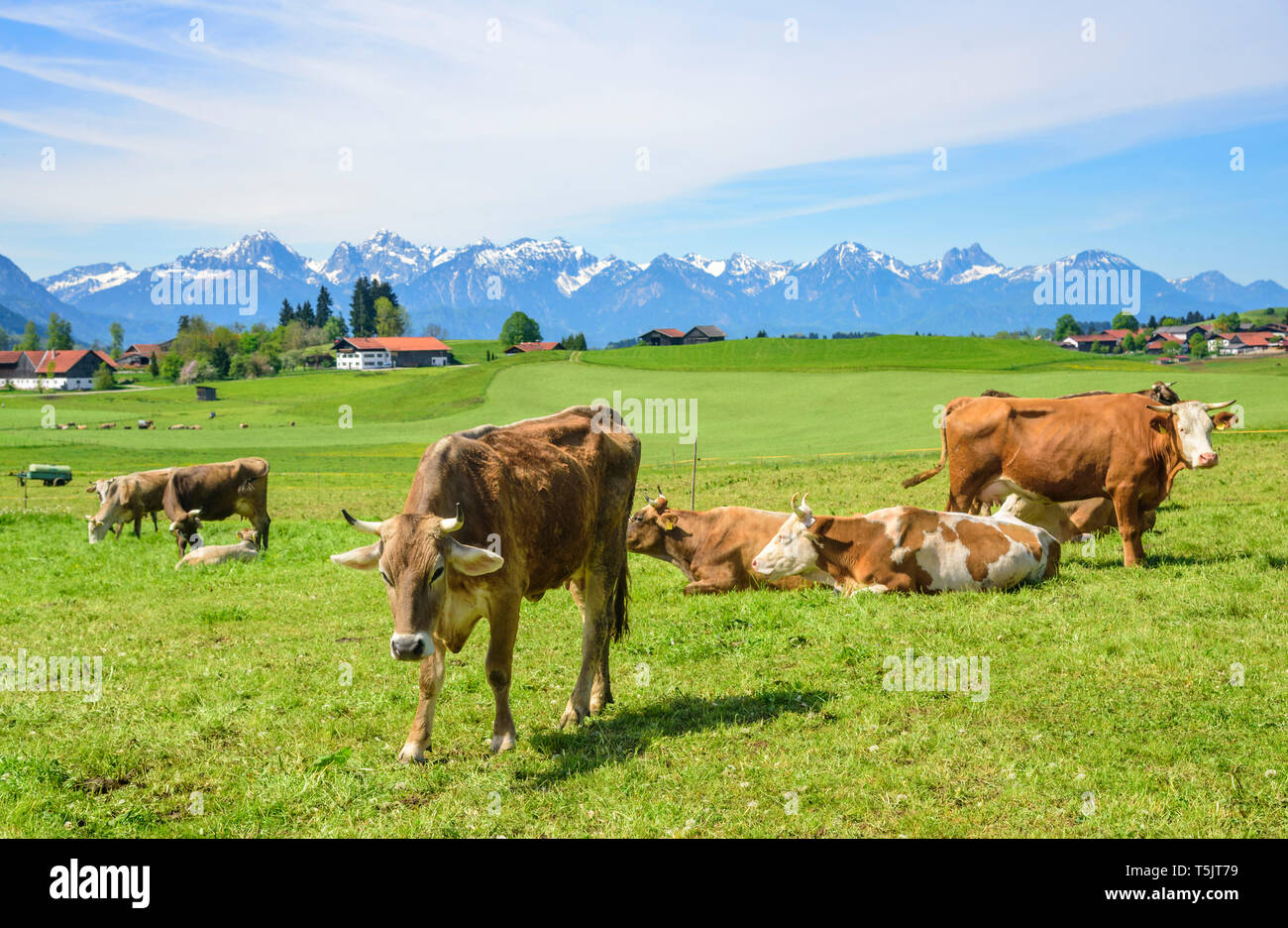 Allgau Cow Stockfotos und -bilder Kaufen - Alamy