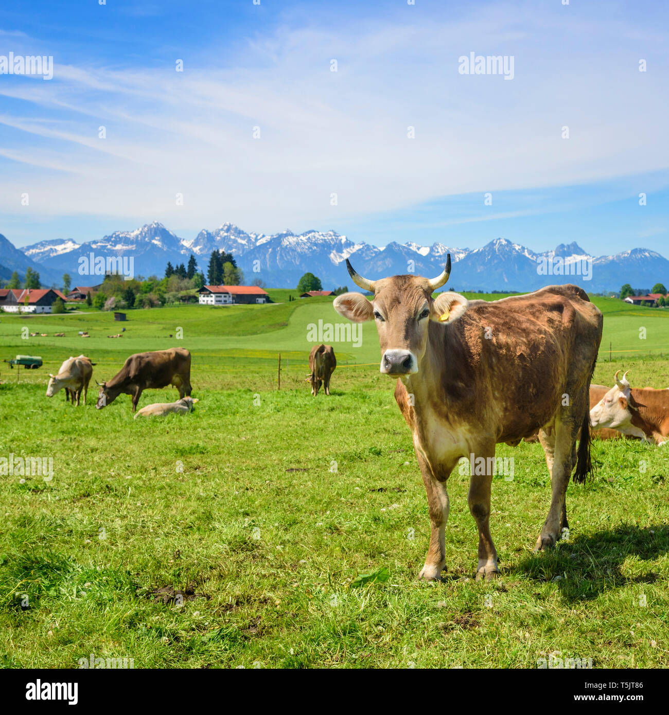 Allgau Cow Stockfotos und -bilder Kaufen - Alamy