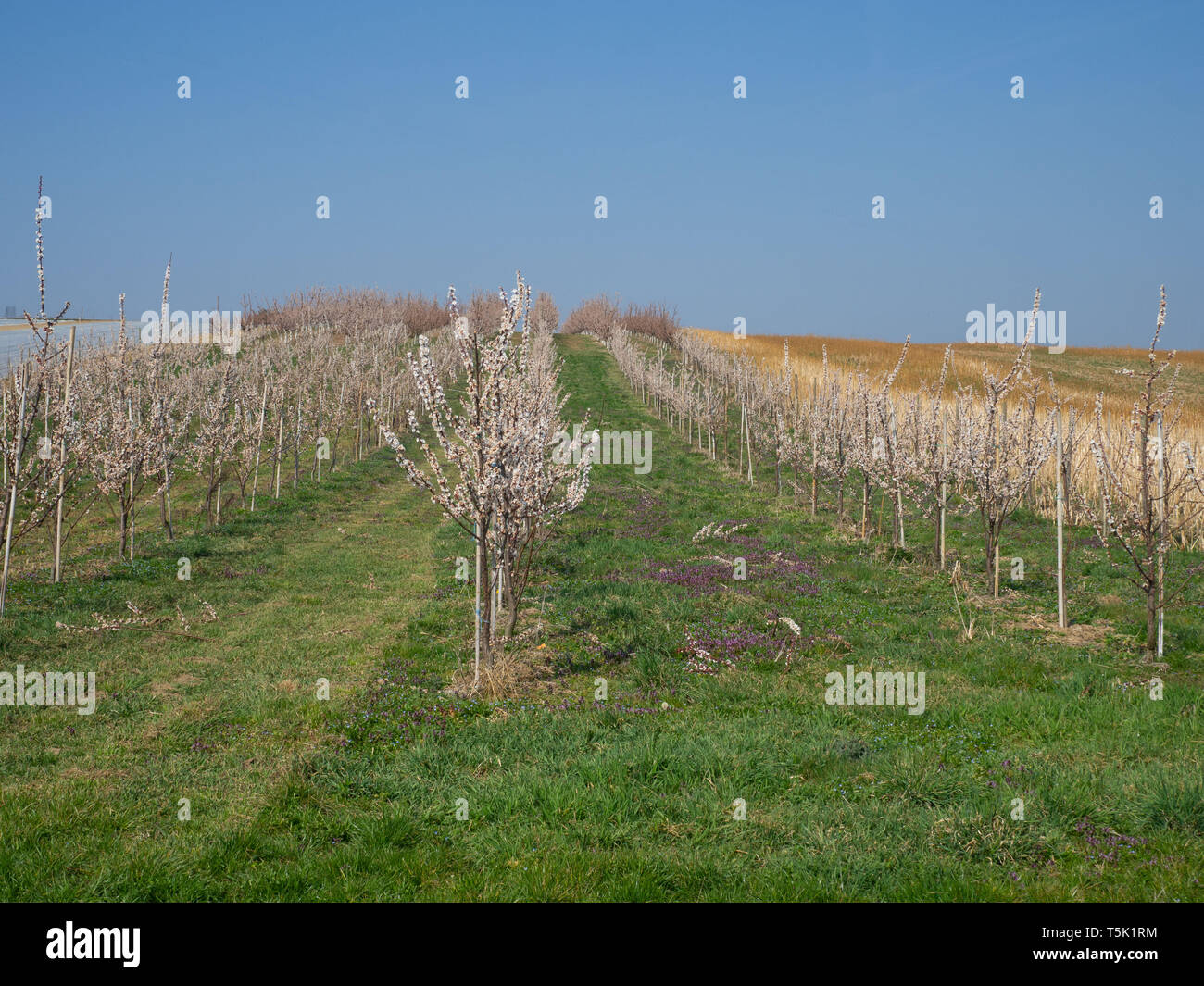 Fruit plantation scenic -Fotos und -Bildmaterial in hoher Auflösung – Alamy