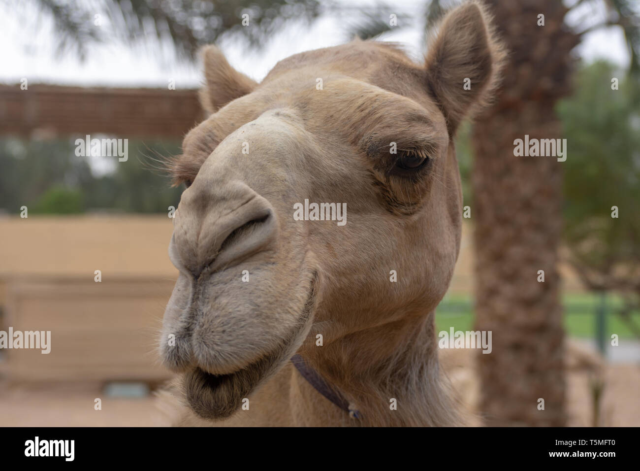 Camel face -Fotos und -Bildmaterial in hoher Auflösung – Alamy