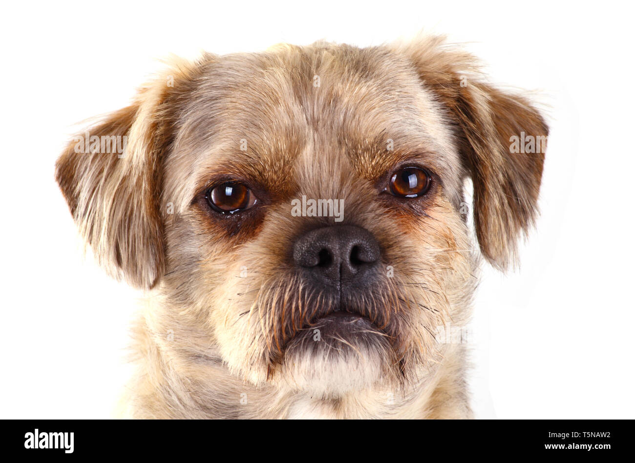 Mops hunderasse -Fotos und -Bildmaterial in hoher Auflösung – Alamy