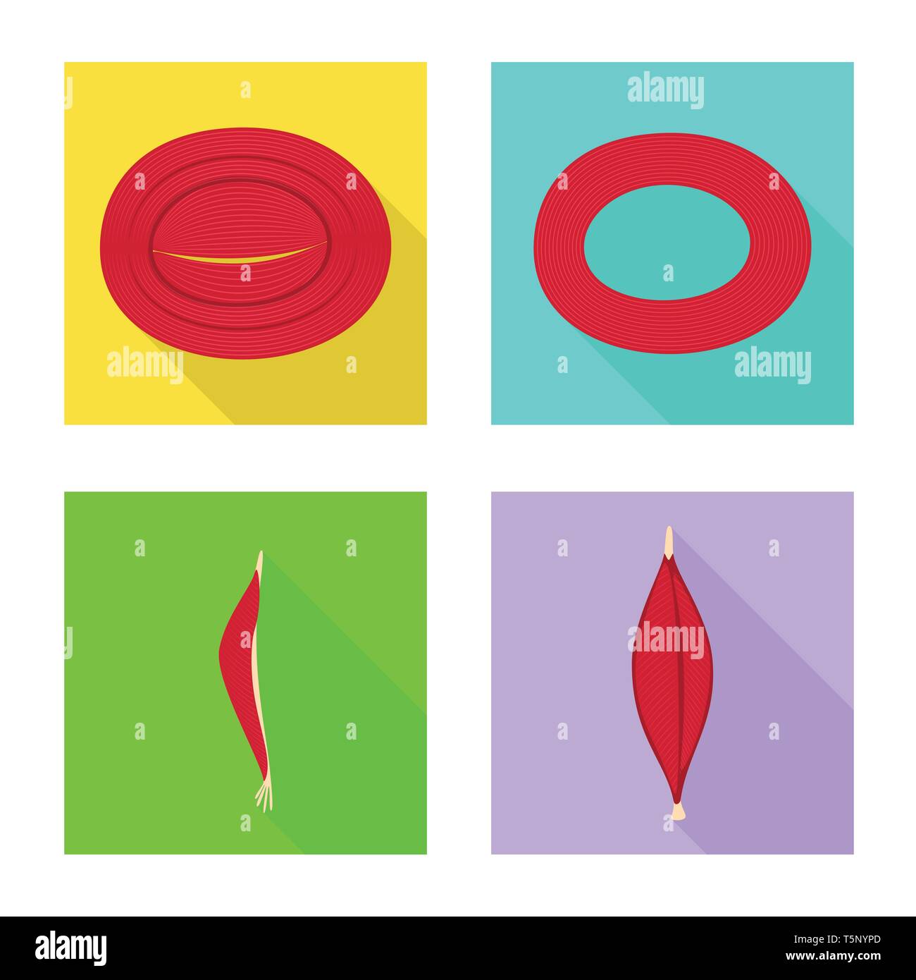 Vector Illustration der Muskeln und Zellen Symbol. Satz von Muskel- und ...
