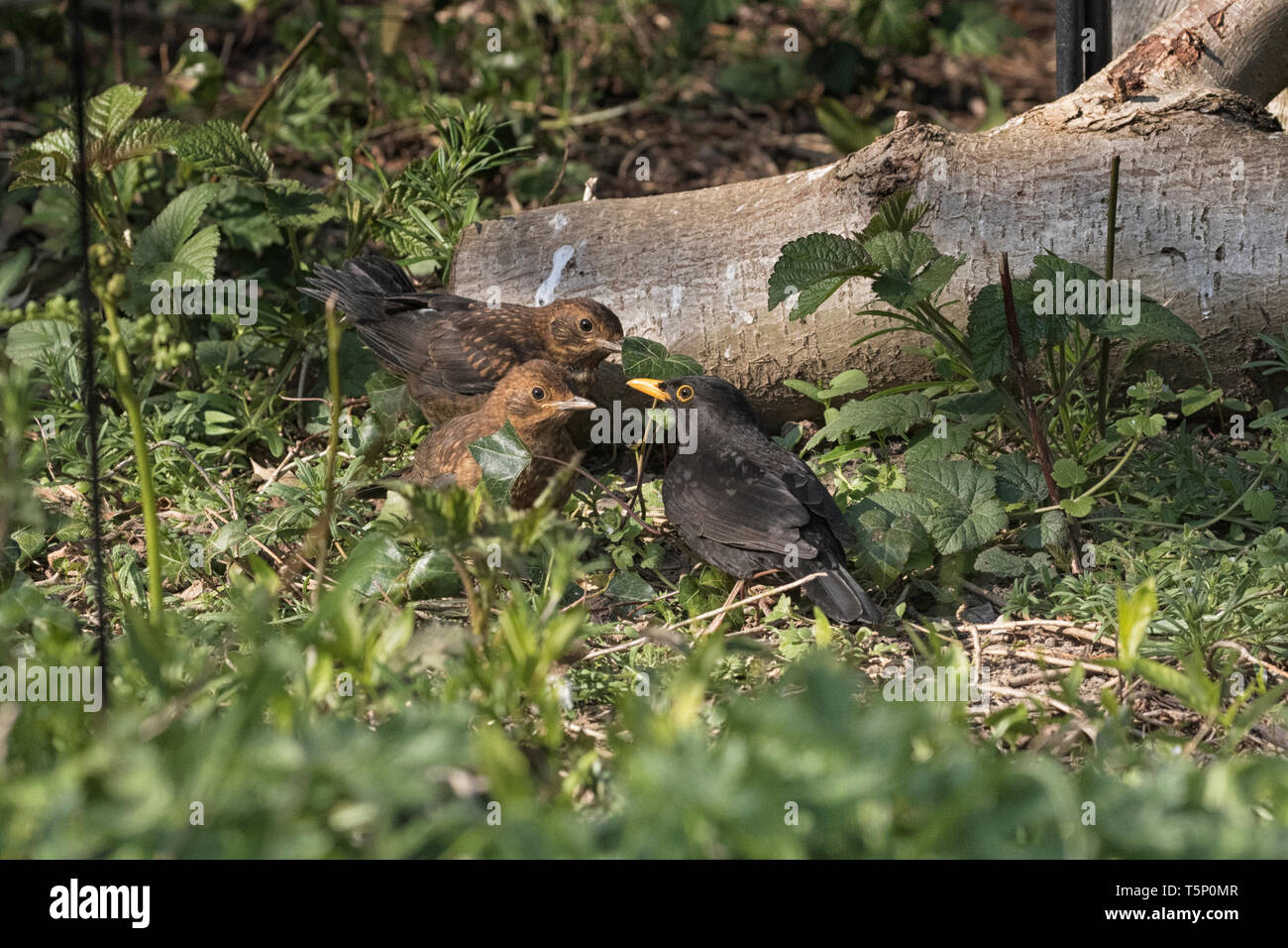 Baby amseln -Fotos und -Bildmaterial in hoher Auflösung – Alamy