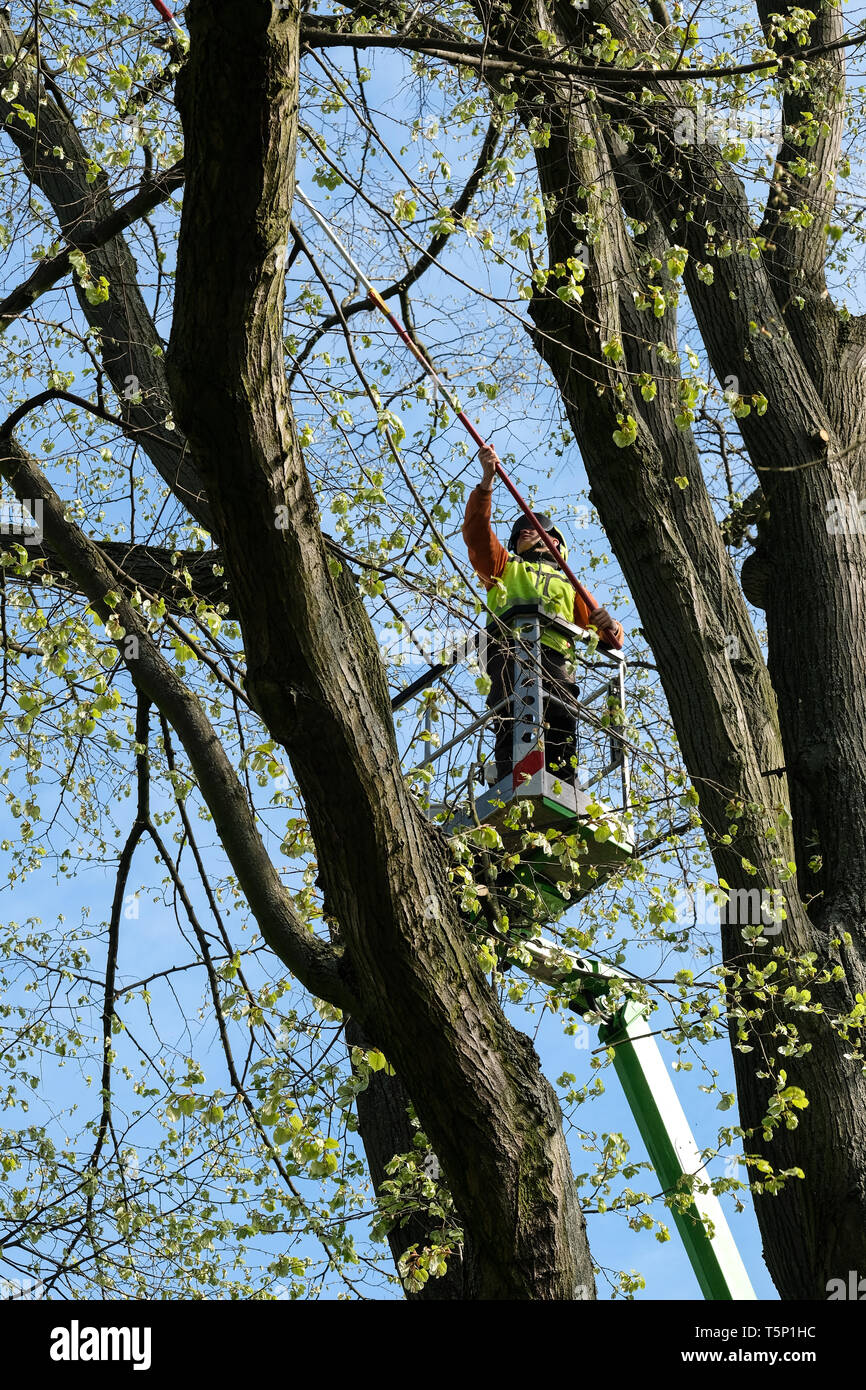 Baum aborist -Fotos und -Bildmaterial in hoher Auflösung – Alamy