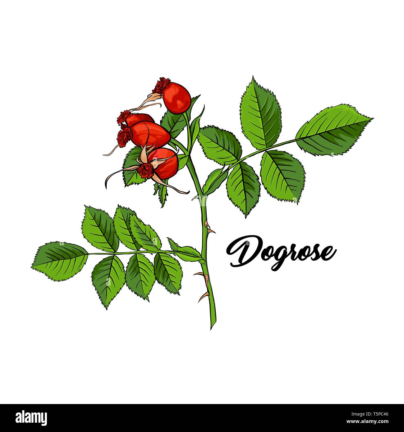 Rose gemalt Stock-Vektorgrafiken kaufen - Alamy