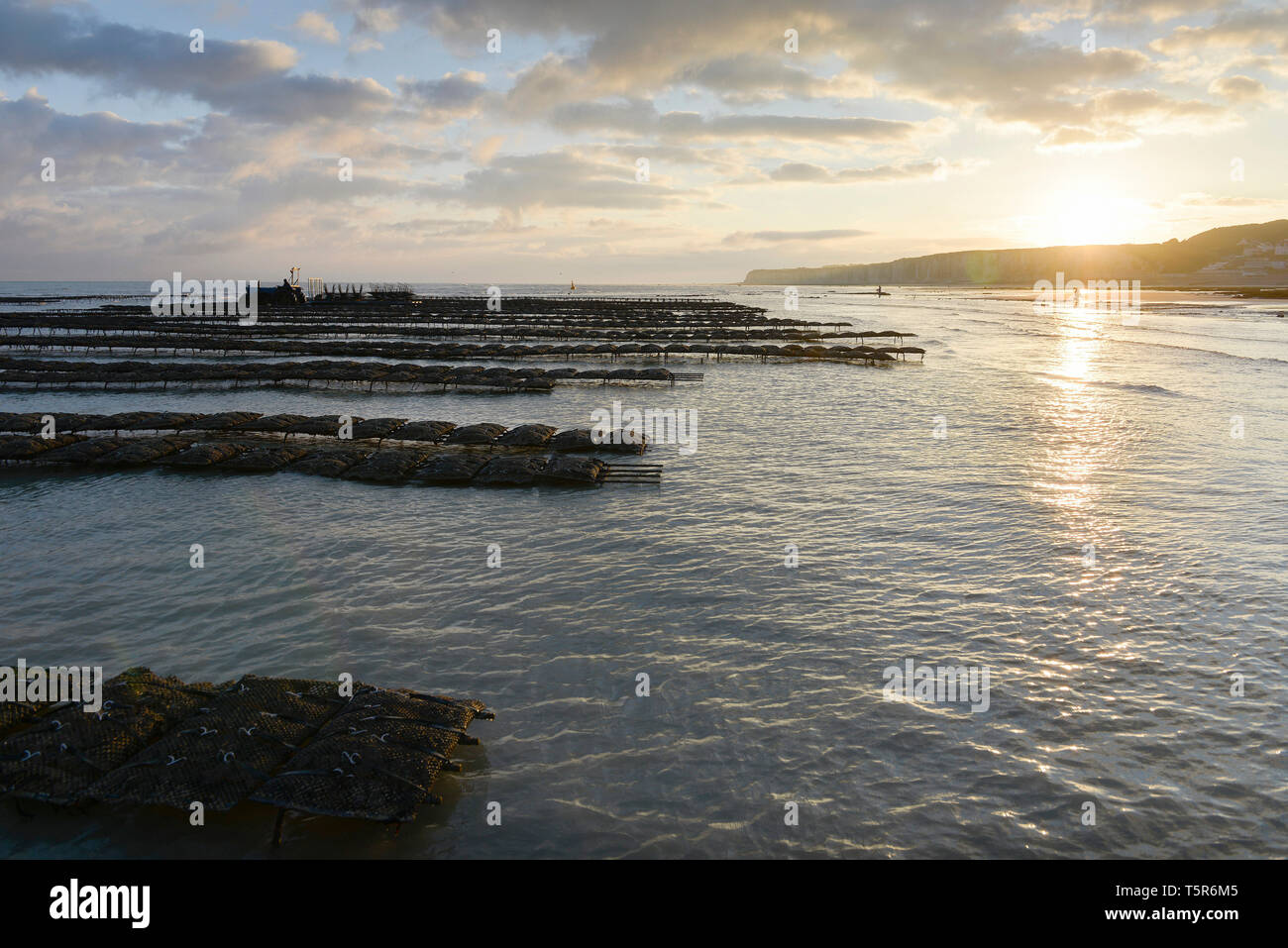 Auster aus der normandie -Fotos und -Bildmaterial in hoher Auflösung ...