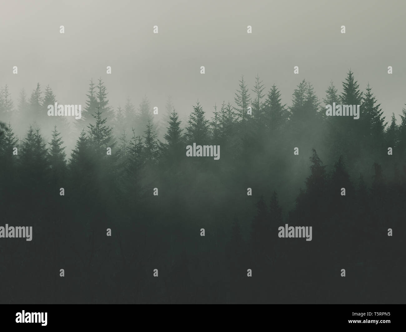 Vintage wald -Fotos und -Bildmaterial in hoher Auflösung – Alamy