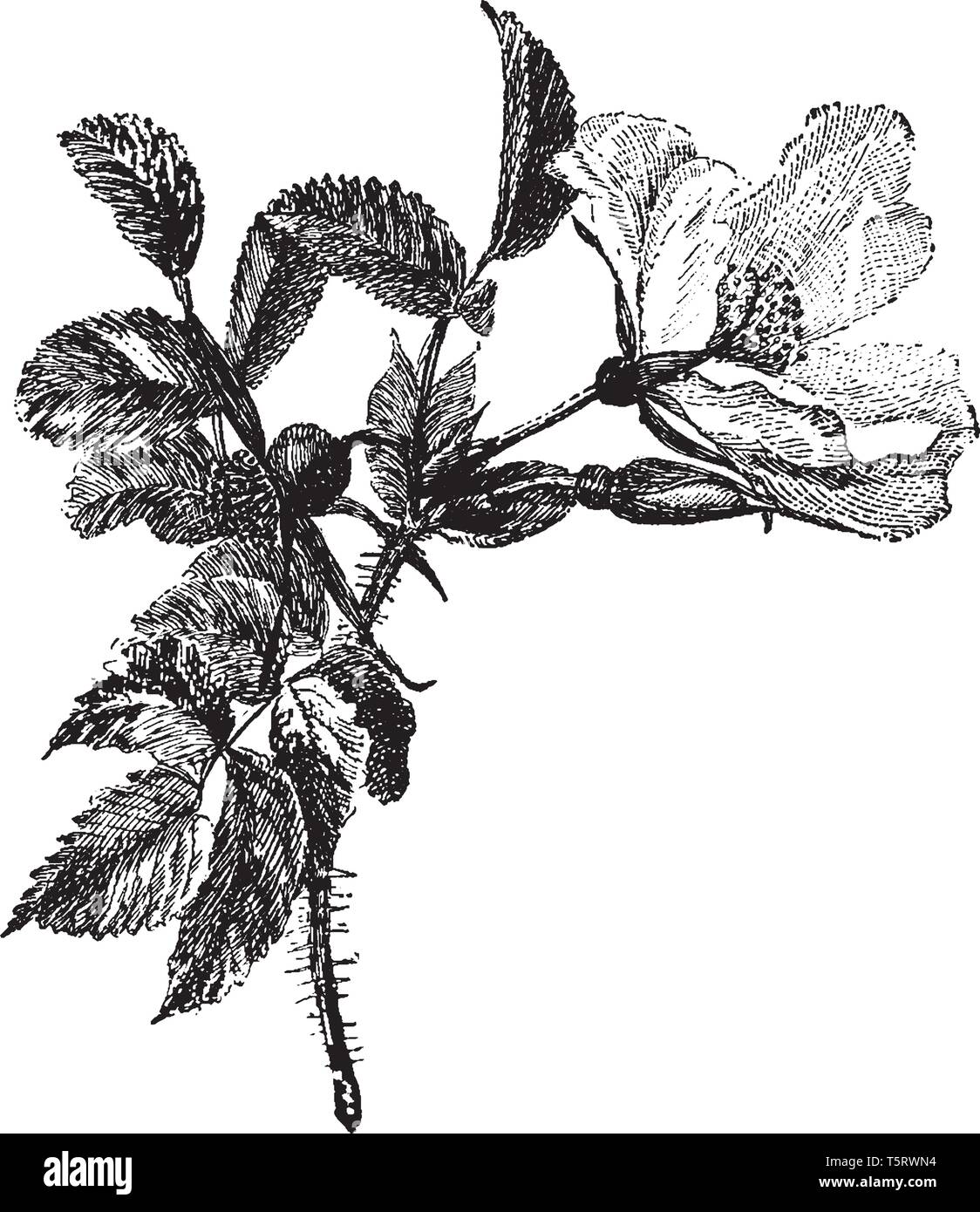 Diese Bilder zeigen eine Rose rugosa Anlage. Die Blätter sind klein und ...