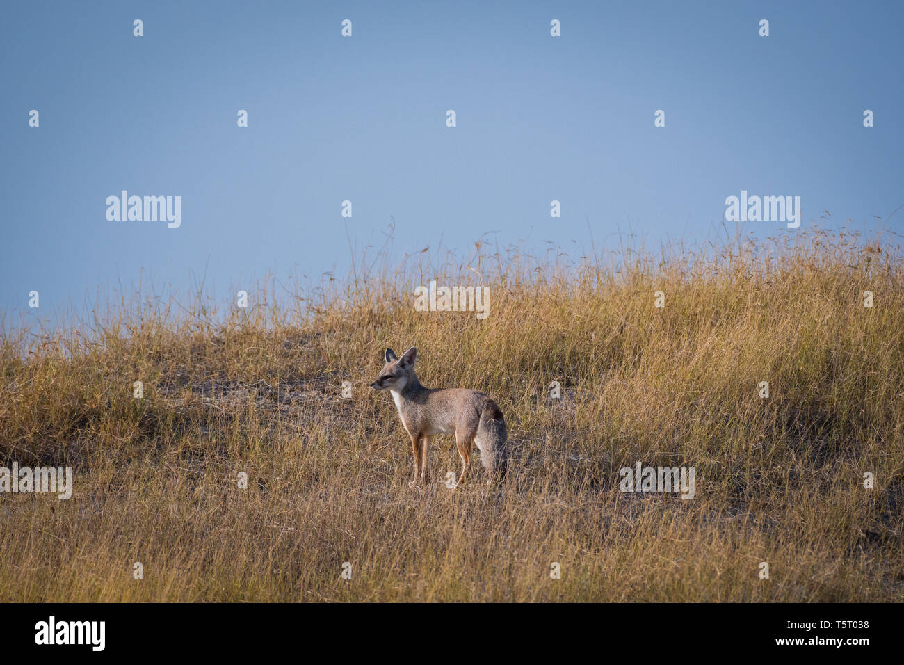 Bengalfuchs vulpes bengalensis -Fotos und -Bildmaterial in hoher ...
