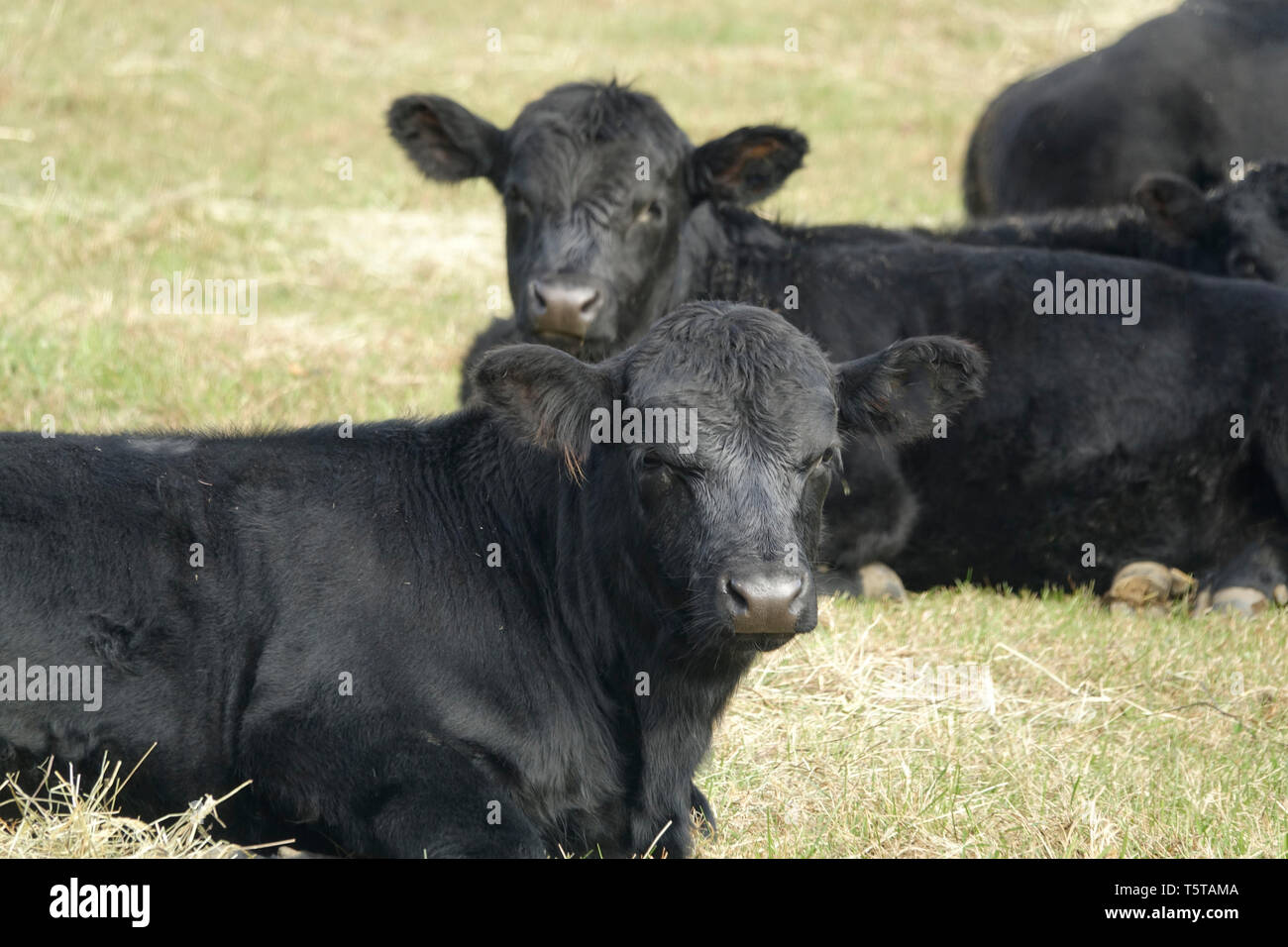 Schwarze angus rinder hautnah -Fotos und -Bildmaterial in hoher ...