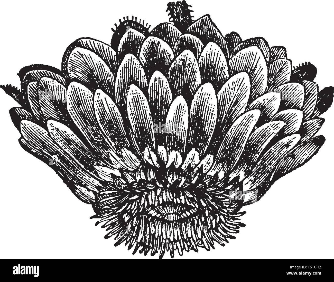 Victoria seerosen Stock-Vektorgrafiken kaufen - Alamy