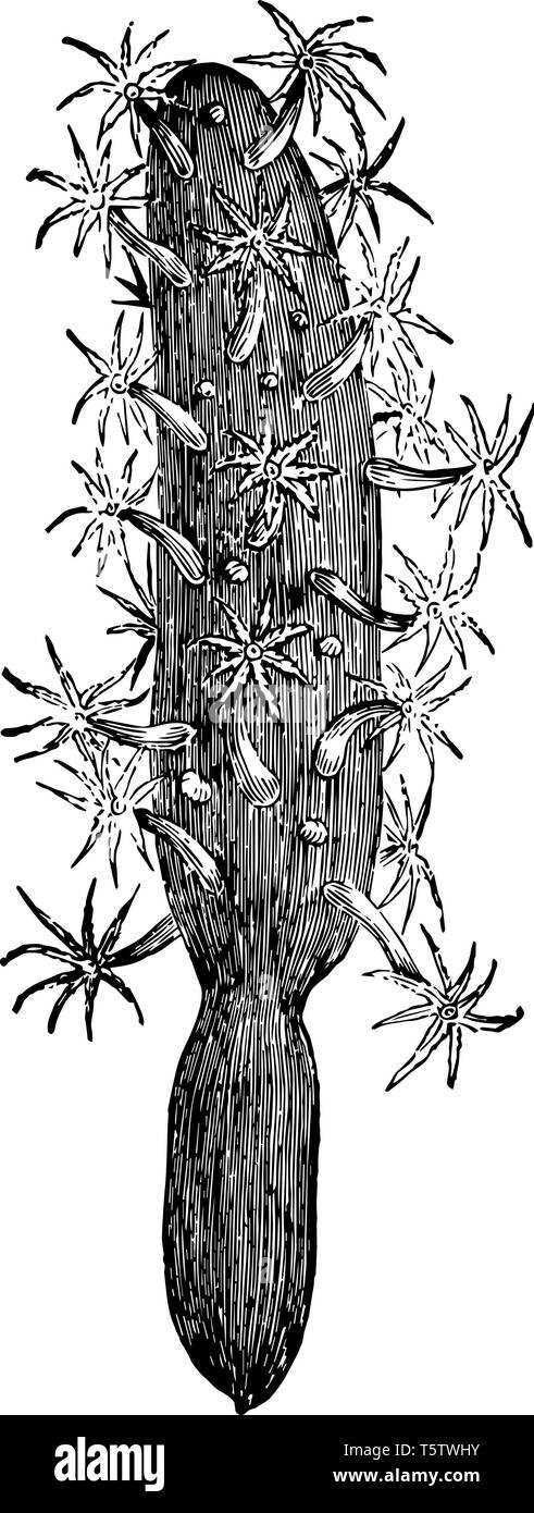 Veretillum Cynomorium ist ein rudimentäres polypidom mit sehr großen ...