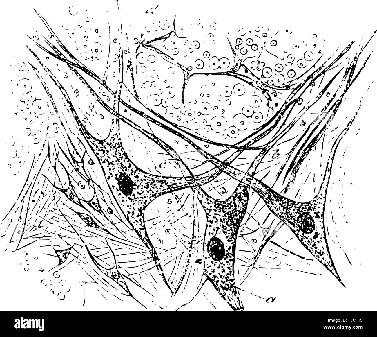Die graue Substanz des Rückenmarks, die große stellate Nervenzellen mit ...