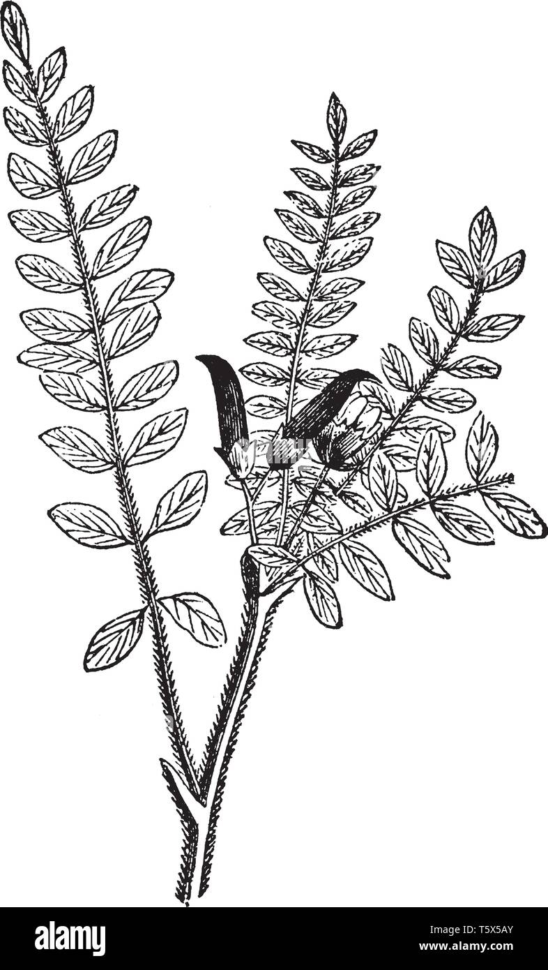 Das ist kleine vertikale Stengel, Stengel, bedeckt mit Haar. Die Ovale ...