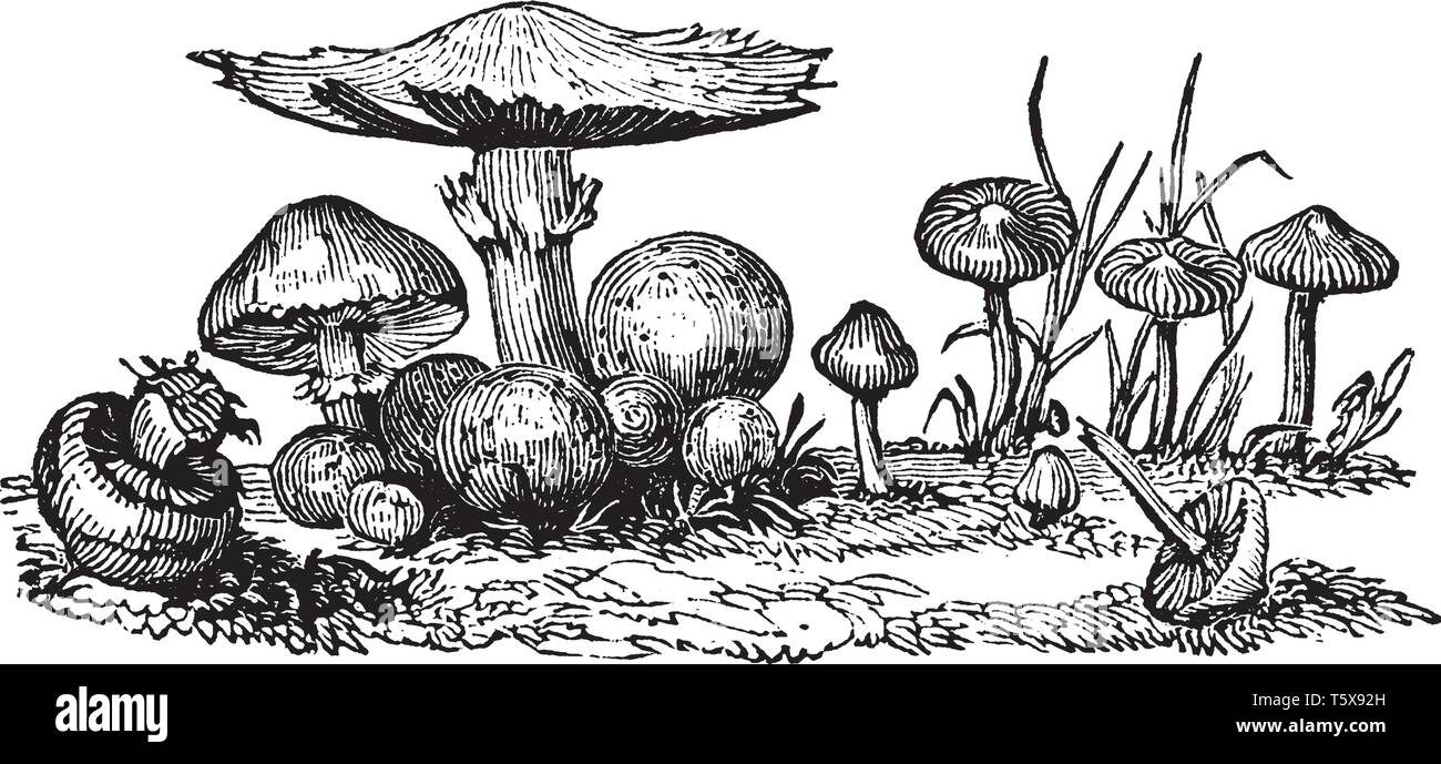 Diese Bilder zeigen einen Pilz Pilze. Es ist eine kleine. Die Stengel ...