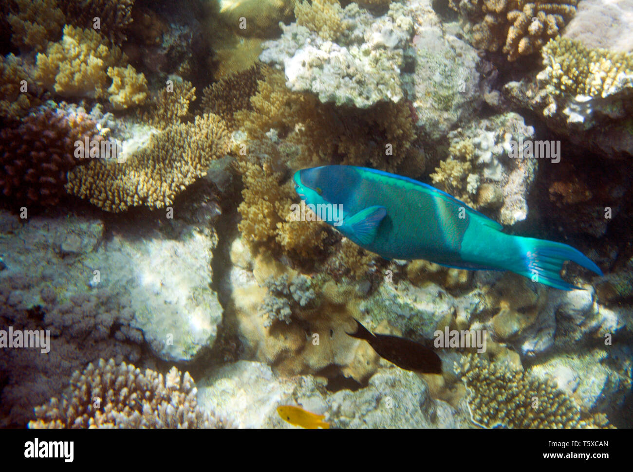 Unterwasserwelt des Roten Meeres in Ägypten. Salzwasser Fische und ...