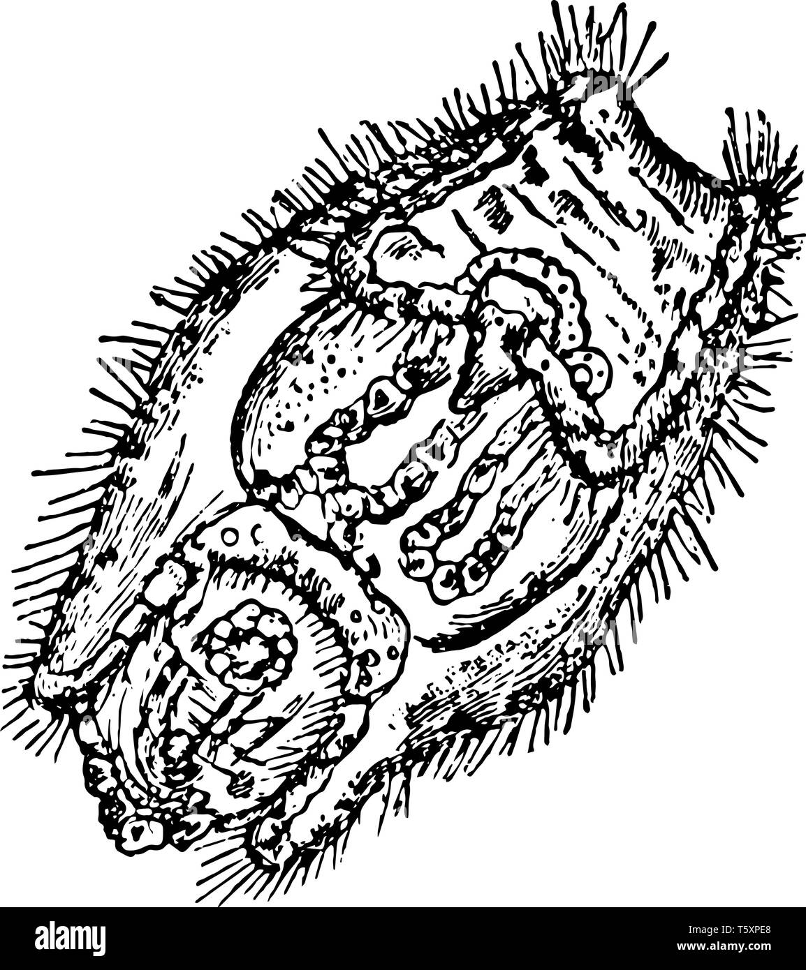 Holothuria Tubulosa ist eine Pflanzenart aus der Gattung der Seegurke ...