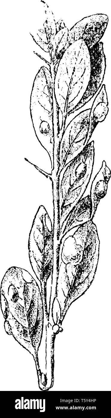 Berberis vulgaris illustration Stock-Vektorgrafiken kaufen - Alamy