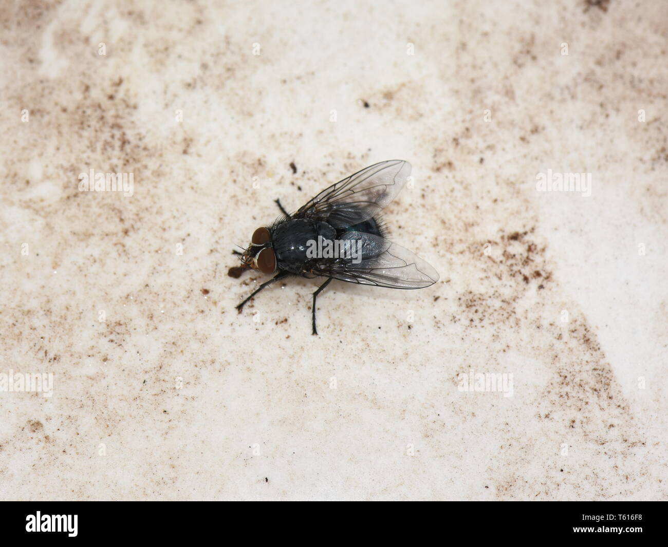 Haarige fliege -Fotos und -Bildmaterial in hoher Auflösung – Alamy