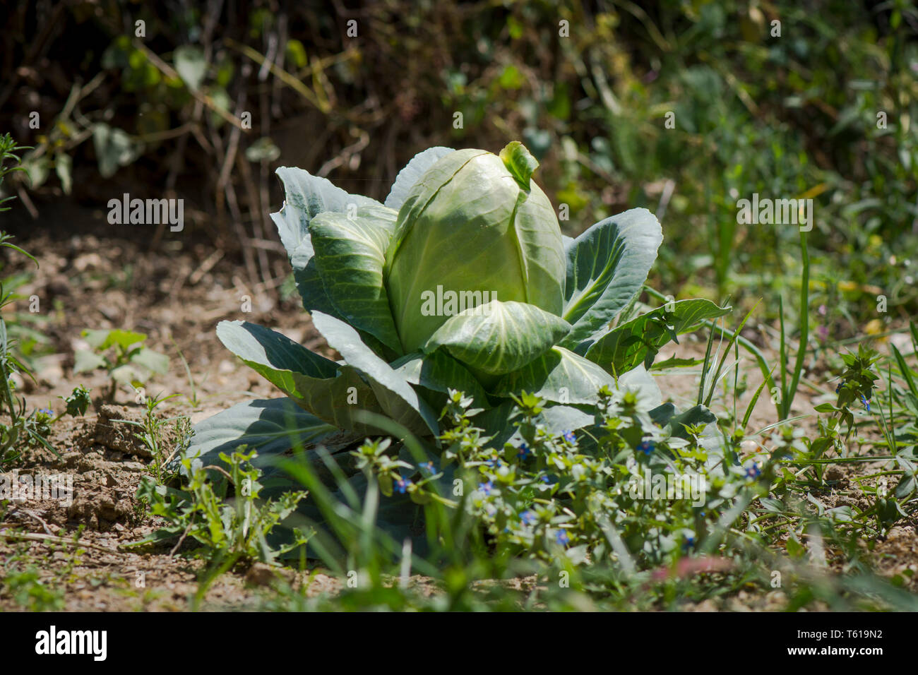 Weisskohl garten -Fotos und -Bildmaterial in hoher Auflösung – Alamy
