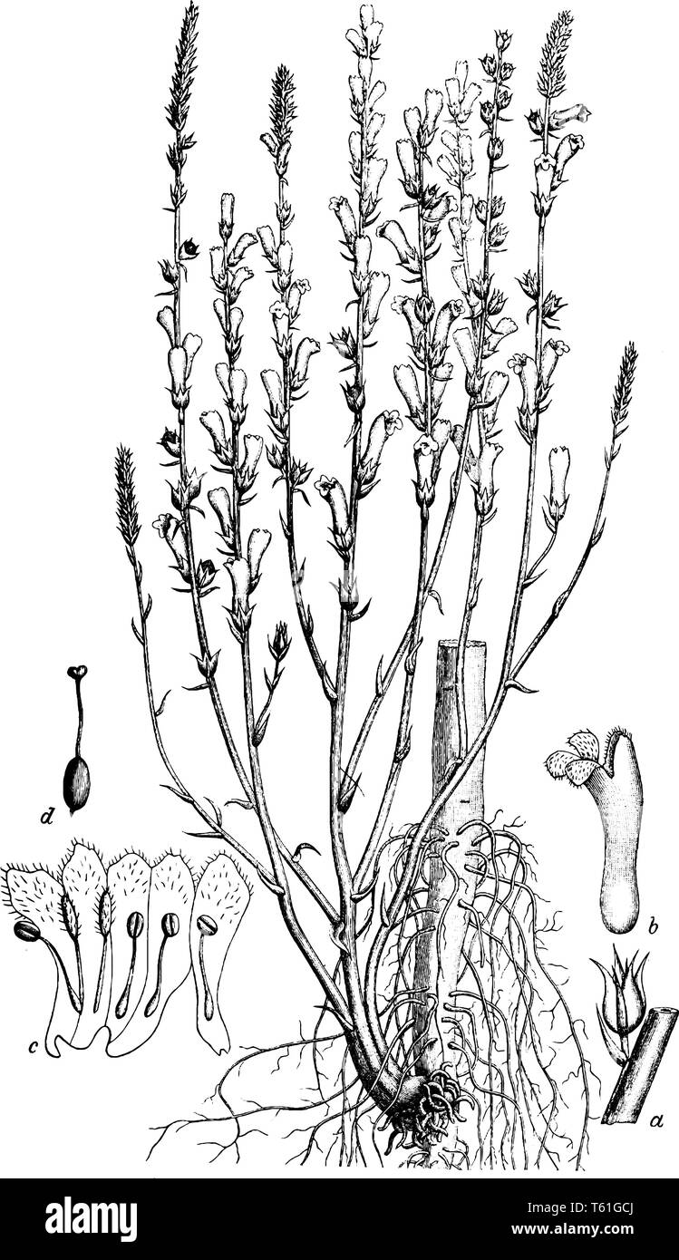 Broomrape family orobanchaceae -Fotos und -Bildmaterial in hoher ...