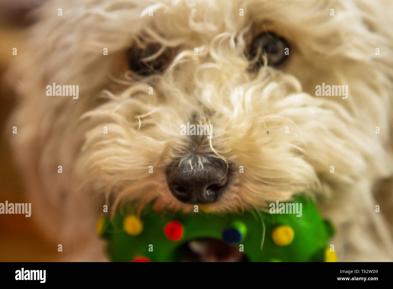 Toy pudel weisser hintergrund -Fotos und -Bildmaterial in hoher ...