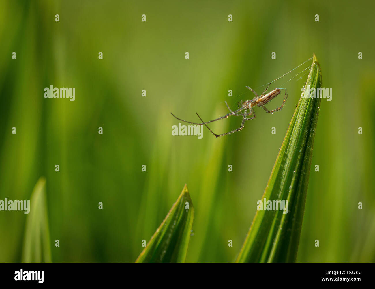 Spider aloe -Fotos und -Bildmaterial in hoher Auflösung – Alamy