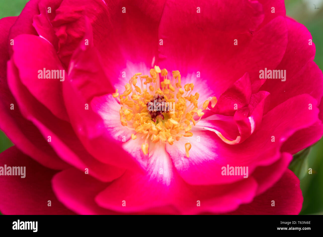 Zartes pastell mandala -Fotos und -Bildmaterial in hoher Auflösung – Alamy