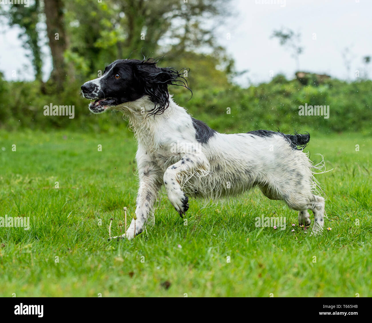 Playful exuberance -Fotos und -Bildmaterial in hoher Auflösung – Alamy
