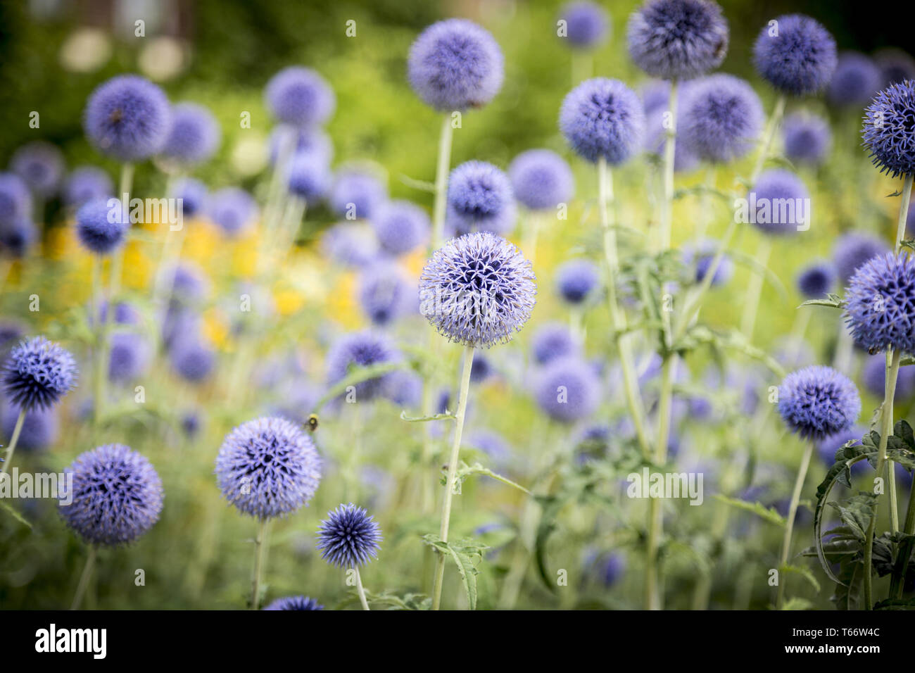 Lila disteln -Fotos und -Bildmaterial in hoher Auflösung – Alamy