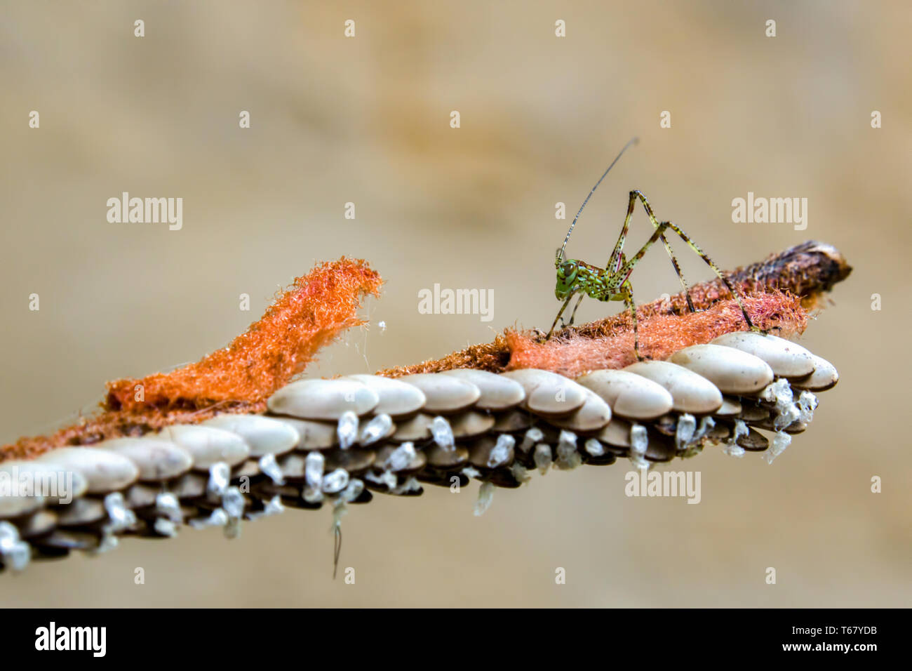 Grasshopper eggs -Fotos und -Bildmaterial in hoher Auflösung – Alamy