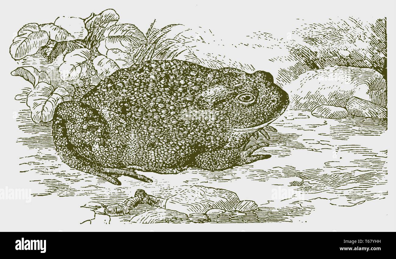 Gemeinsame oder europäischen Kröte (Bufo) auf dem Boden sitzend ...