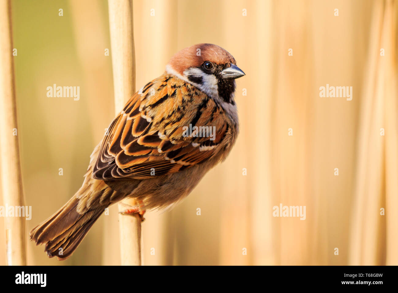 Weißer hintergrund des spatzen -Fotos und -Bildmaterial in hoher ...