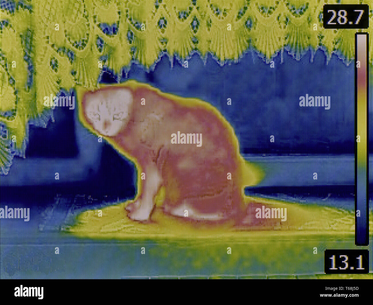 Thermogram animal -Fotos und -Bildmaterial in hoher Auflösung – Alamy