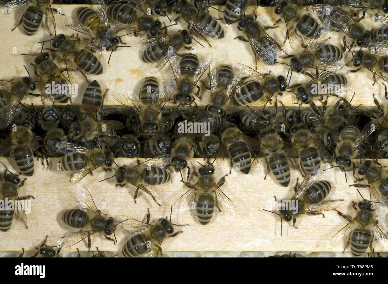 Honig Biene (Apis mellifica), Deutschland Stockfotografie - Alamy