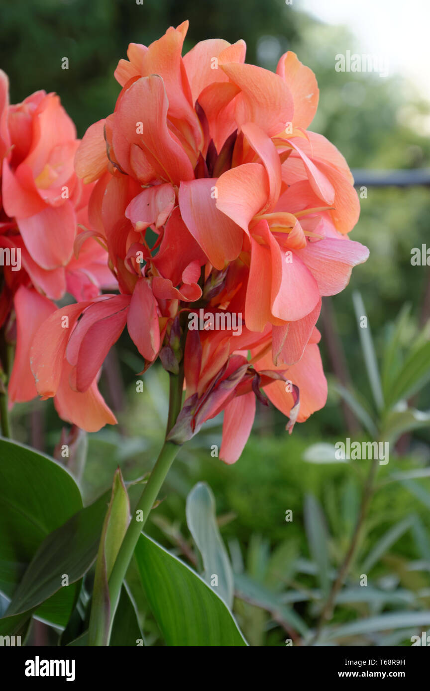 Indian indica -Fotos und -Bildmaterial in hoher Auflösung – Alamy