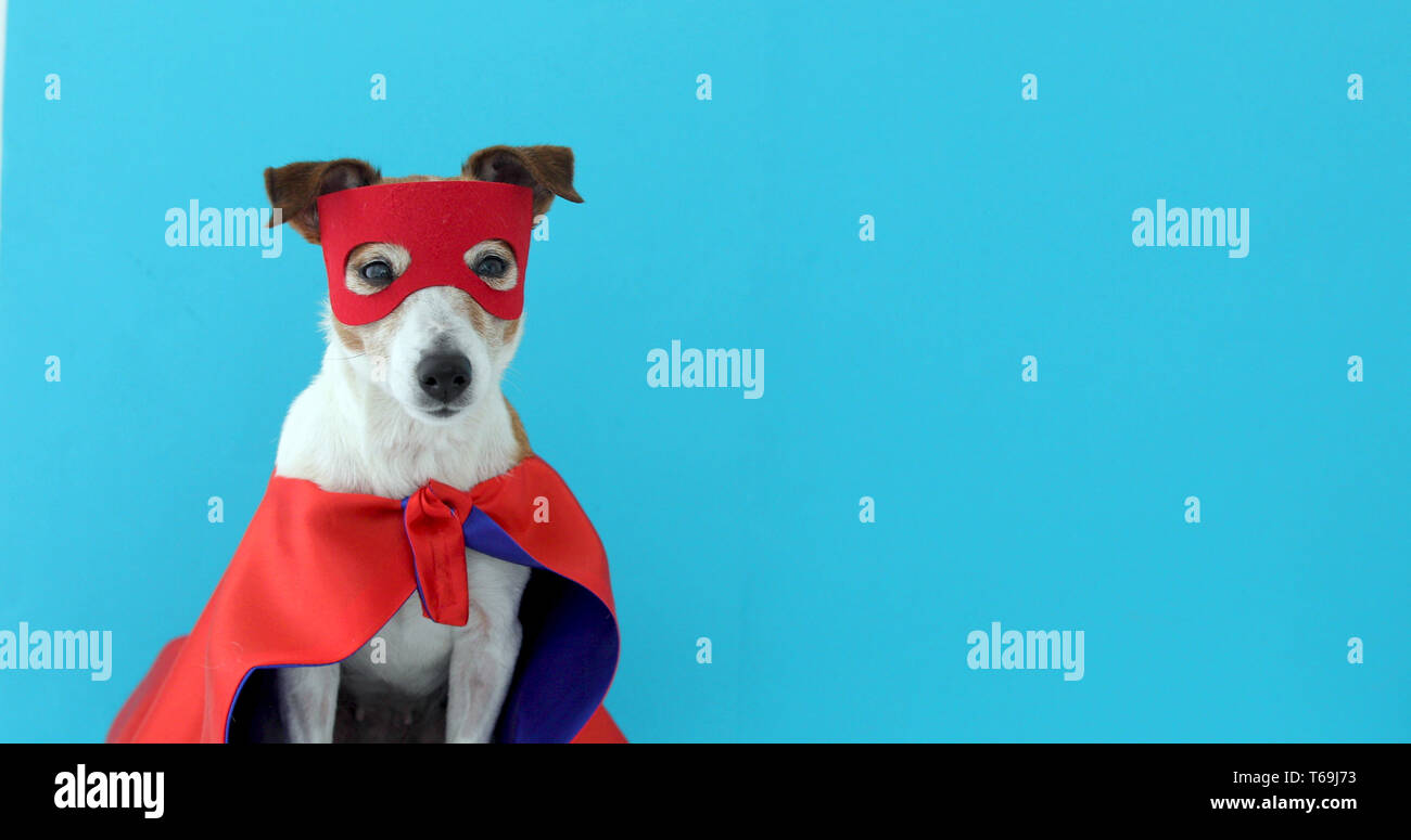 Superhero puppy -Fotos und -Bildmaterial in hoher Auflösung – Alamy