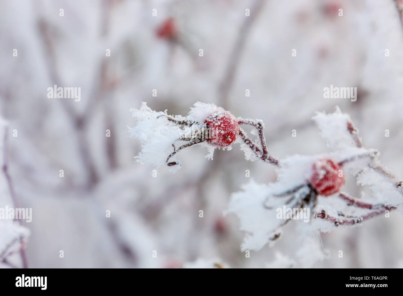 Rose hips decoration -Fotos und -Bildmaterial in hoher Auflösung – Alamy
