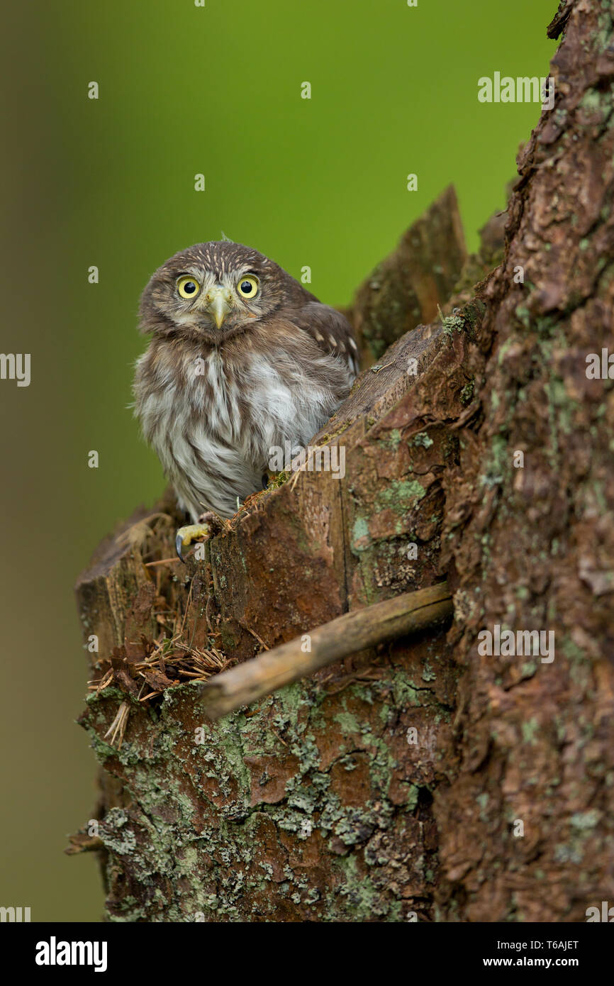 Eule wildtiere -Fotos und -Bildmaterial in hoher Auflösung – Alamy