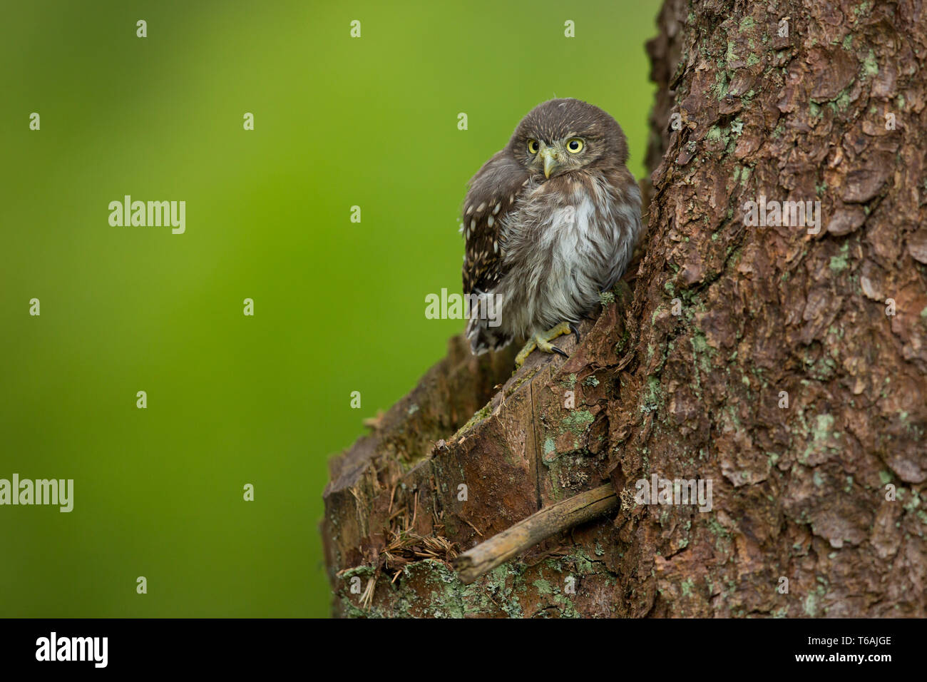 Eurasischen Sperlingskauz (Glaucidium passerinum) ist die kleinste Eule ...