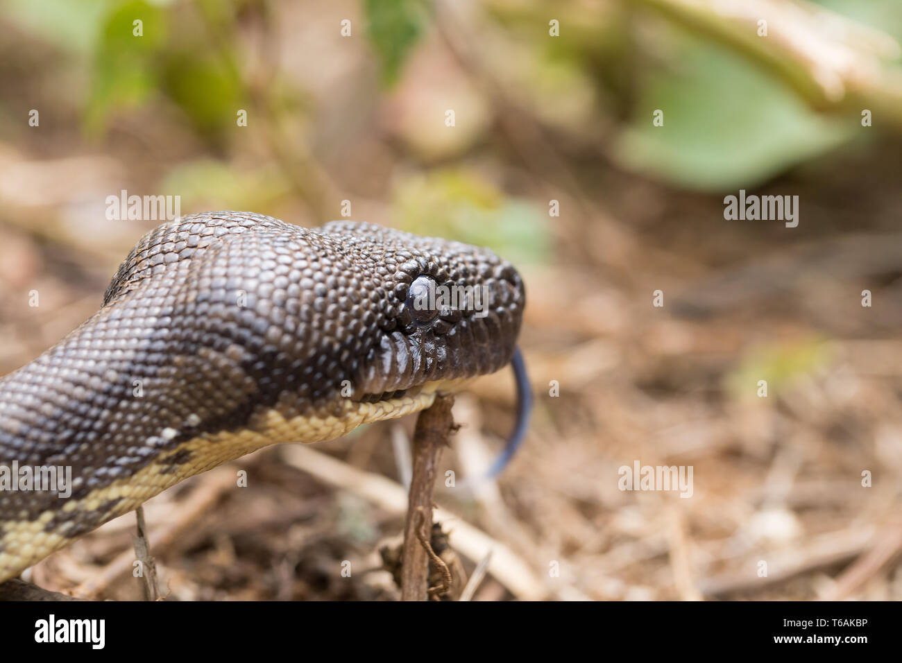 Madagaskar baum boa -Fotos und -Bildmaterial in hoher Auflösung – Alamy