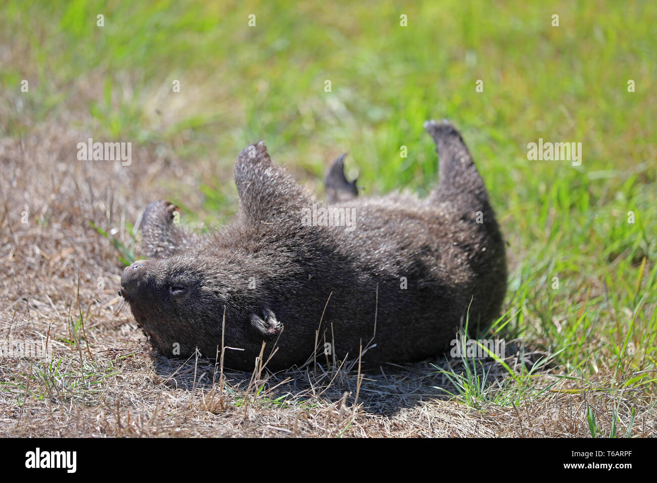 Toter wombat -Fotos und -Bildmaterial in hoher Auflösung – Alamy