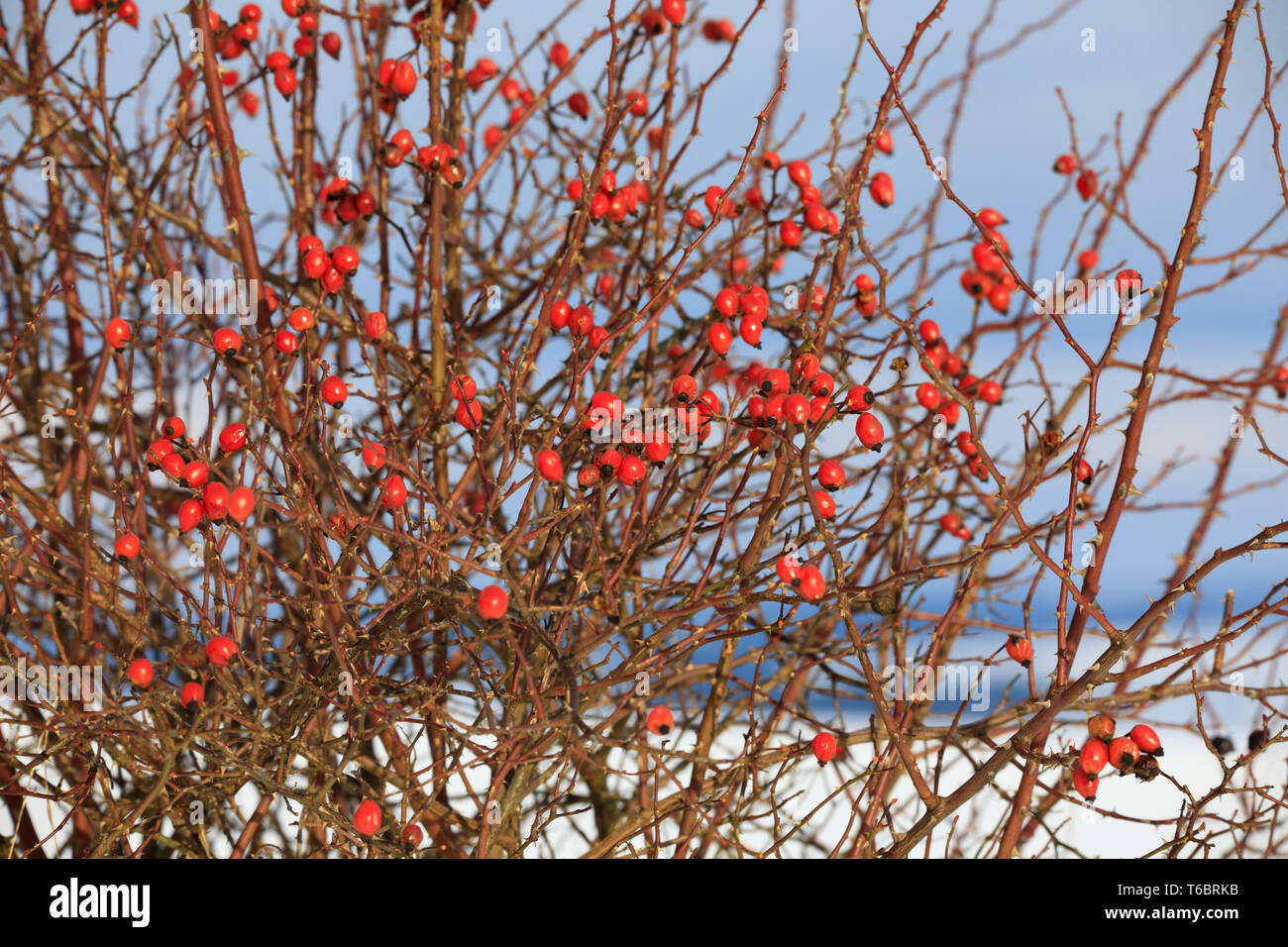 Kleiner busch im schnee -Fotos und -Bildmaterial in hoher Auflösung – Alamy