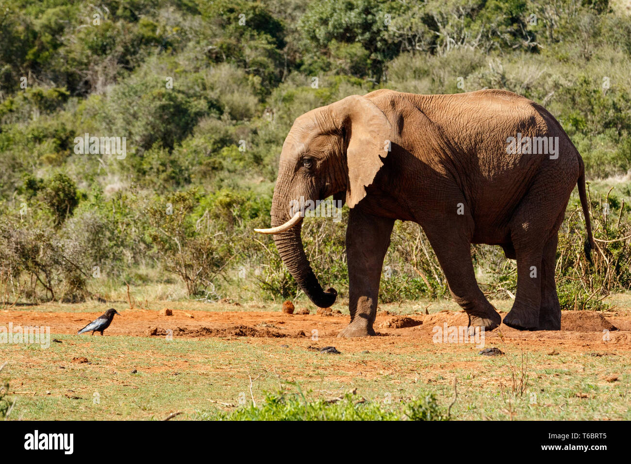 Elephant bird -Fotos und -Bildmaterial in hoher Auflösung – Alamy