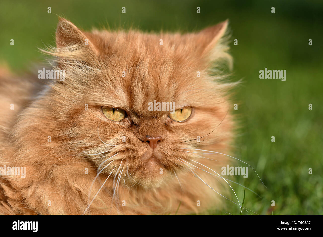 Shirazi katze -Fotos und -Bildmaterial in hoher Auflösung – Alamy