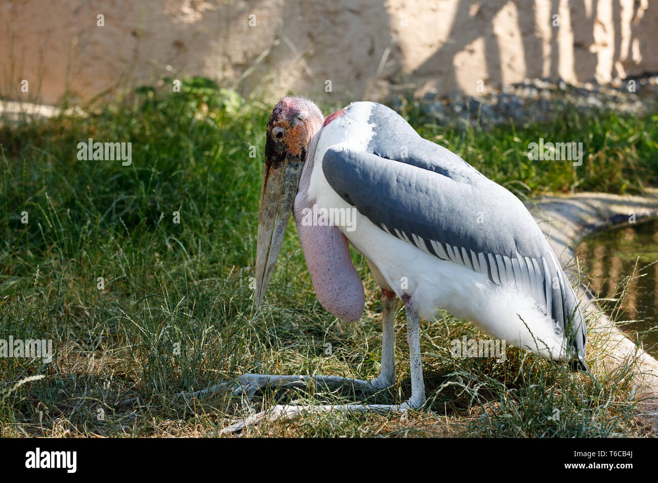Marabu storch leptoptilos crumeniferus safari -Fotos und -Bildmaterial ...