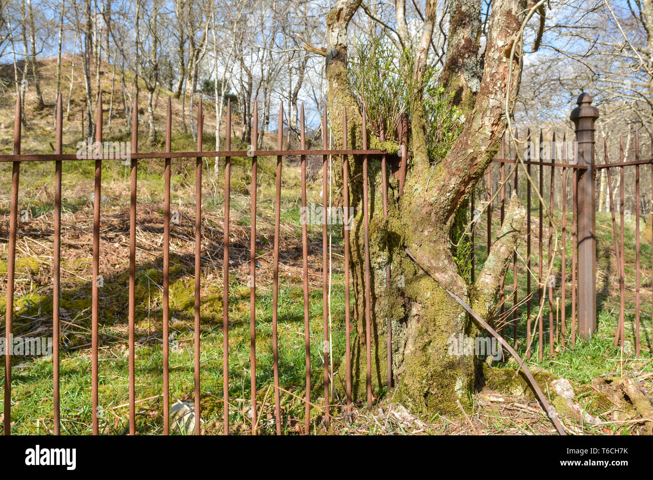 Baum wächst um einen zaun -Fotos und -Bildmaterial in hoher Auflösung ...