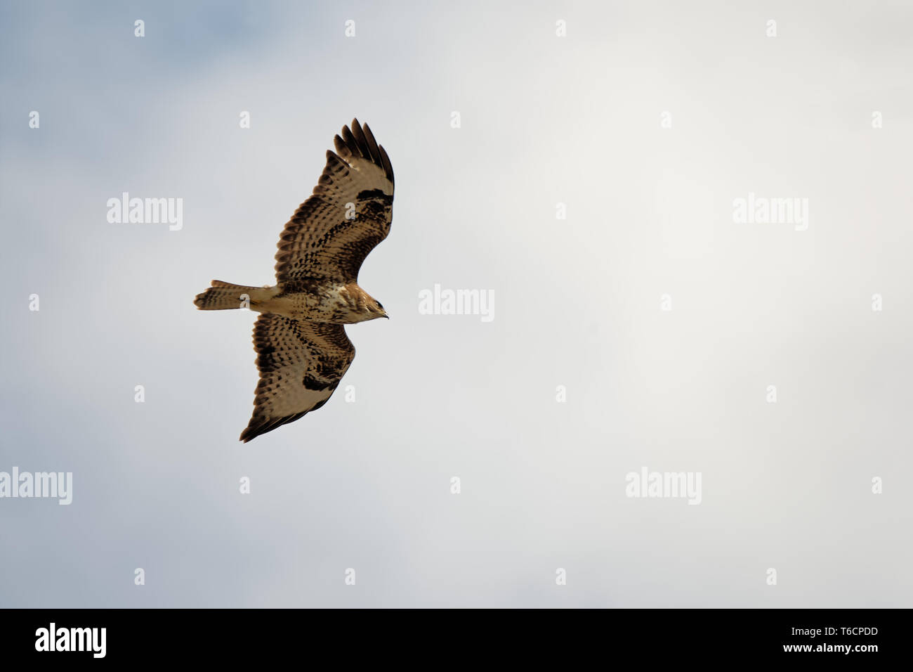 Feder von bussard -Fotos und -Bildmaterial in hoher Auflösung – Alamy