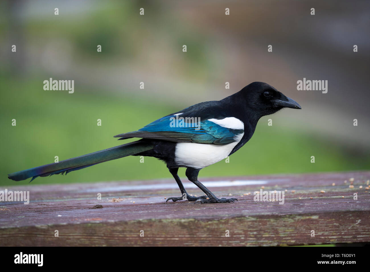 Elster uk vogel -Fotos und -Bildmaterial in hoher Auflösung – Alamy