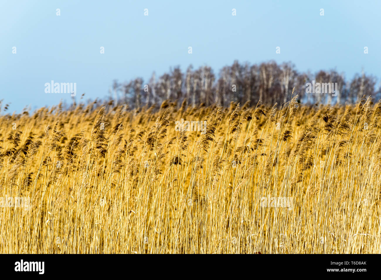 Biebrza poland national park -Fotos und -Bildmaterial in hoher ...